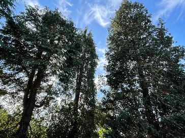 Camberley - BBC Weather