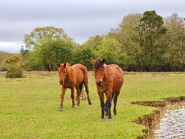 Farnborough - BBC Weather