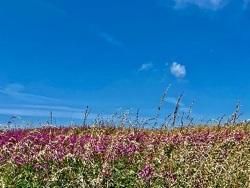 Irvine - BBC Weather