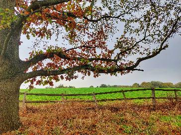 Basildon - BBC Weather