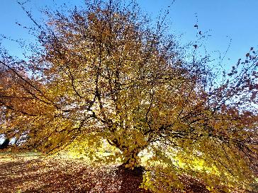 Warminster - BBC Weather