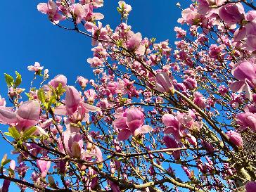 Stevenage - BBC Weather