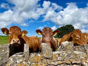 Denbigh - BBC Weather