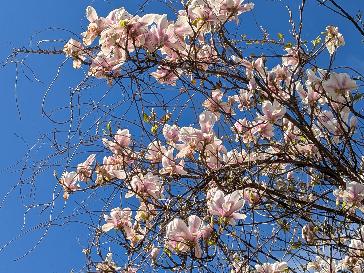 Irvine - BBC Weather