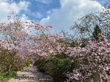 Chester - BBC Weather