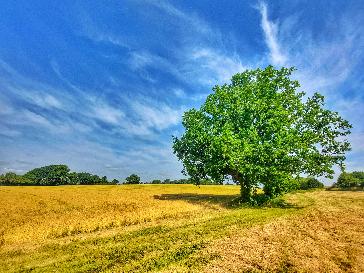 Witham - BBC Weather