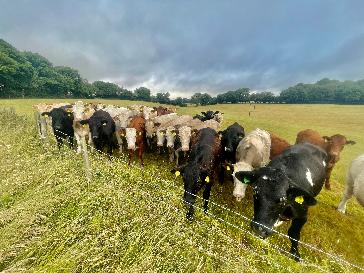 Watford - BBC Weather