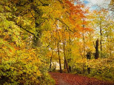 Buckley - BBC Weather