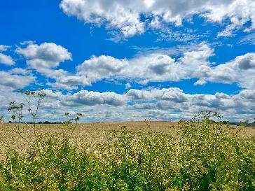 Thorpe Hamlet - BBC Weather