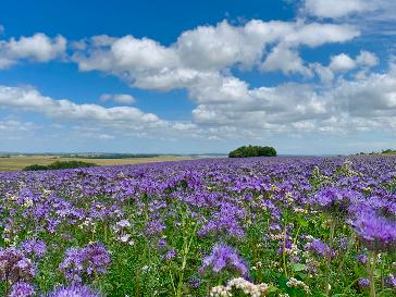 Trowbridge - BBC Weather