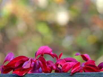 Dunstable - BBC Weather