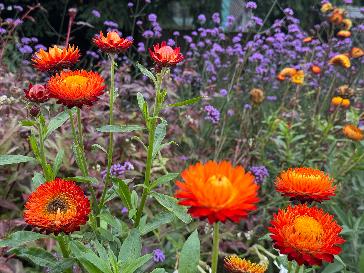 Farnborough - BBC Weather