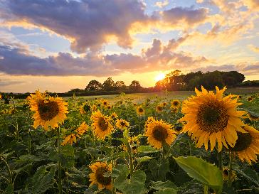 Bingley - BBC Weather