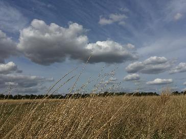 Colchester - BBC Weather