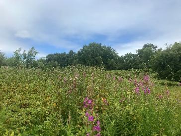 Cardiff - BBC Weather