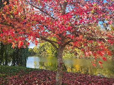 Camberley - BBC Weather