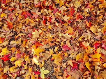 Woking - BBC Weather