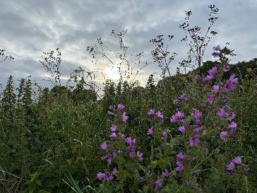 Nailsea - BBC Weather