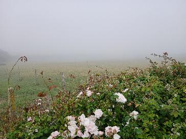 Shaftesbury - BBC Weather