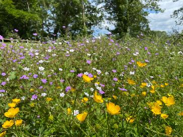 Stevenage - BBC Weather