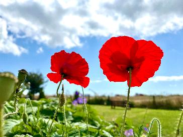 Godalming - BBC Weather