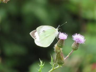 Winchester - BBC Weather