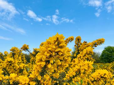 Mildenhall - BBC Weather