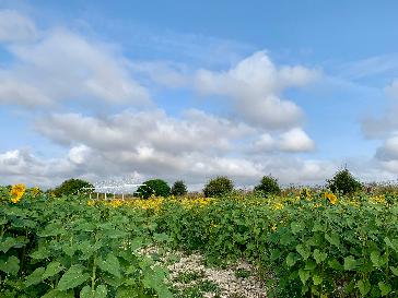 Swindon - BBC Weather