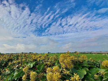 Oldbury - BBC Weather