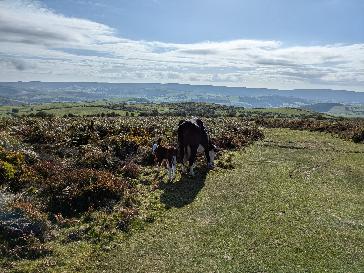 Ludlow - BBC Weather
