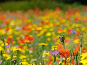 Bedford - BBC Weather