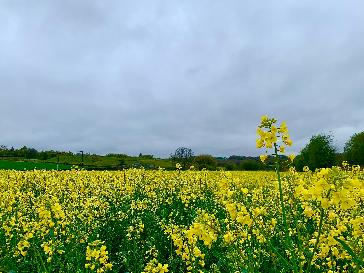 Hatfield - BBC Weather