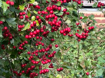 Andover - BBC Weather