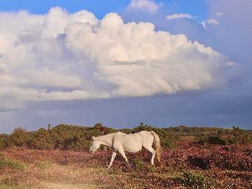 Andover - BBC Weather