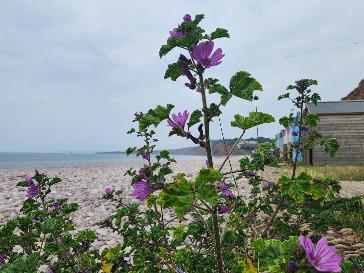 Torquay - BBC Weather