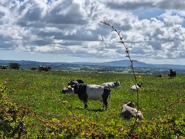 Warrenpoint - BBC Weather