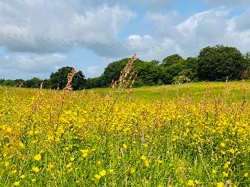 Audley - BBC Weather