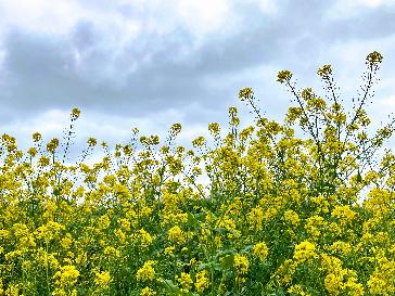 Immingham - BBC Weather