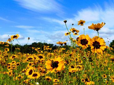 Grantham - BBC Weather