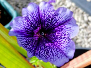 Camberley - BBC Weather