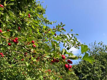 Exeter - BBC Weather
