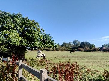 Basildon - BBC Weather