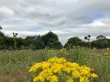Cardiff - BBC Weather