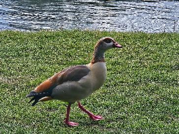 Camberley - BBC Weather