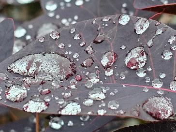 Sutton Coldfield - BBC Weather