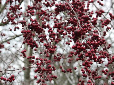 Worcester - BBC Weather