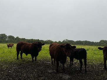 Dorchester - BBC Weather