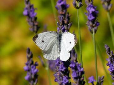 Guildford - BBC Weather