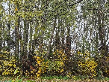 Gillingham - BBC Weather