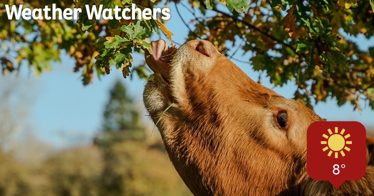 Report - BBC Weather Watchers